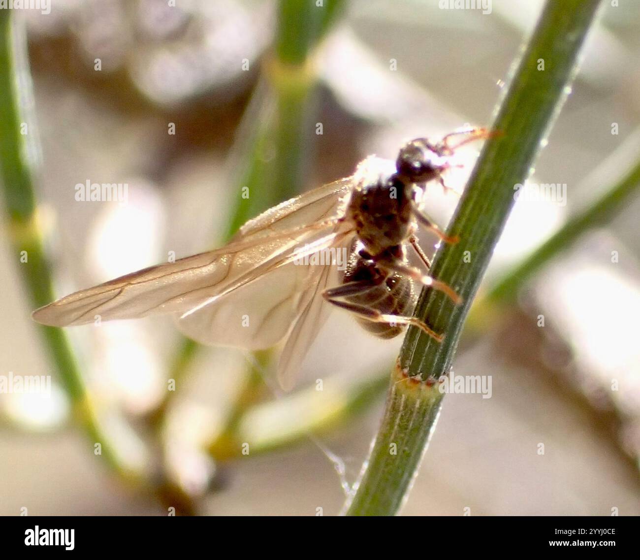 Odorous ants hi-res stock photography and images - Alamy