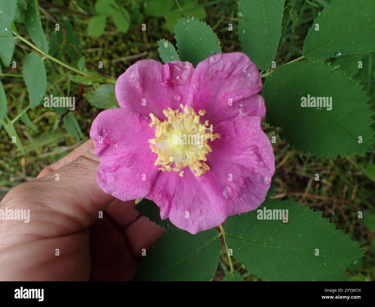 Nootka rose (Rosa nutkana Stock Photo - Alamy