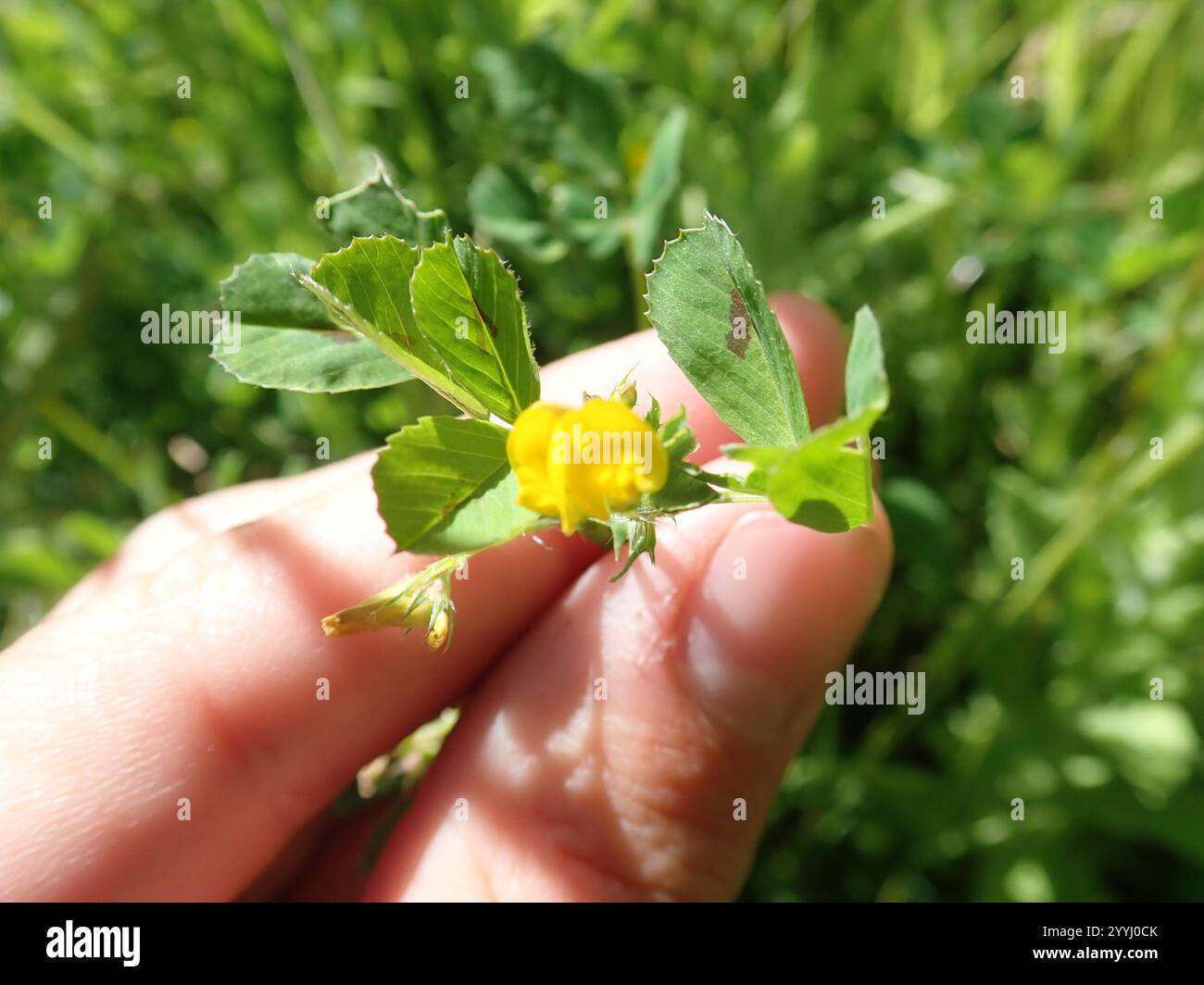 Spotted medick (Medicago arabica Stock Photo - Alamy