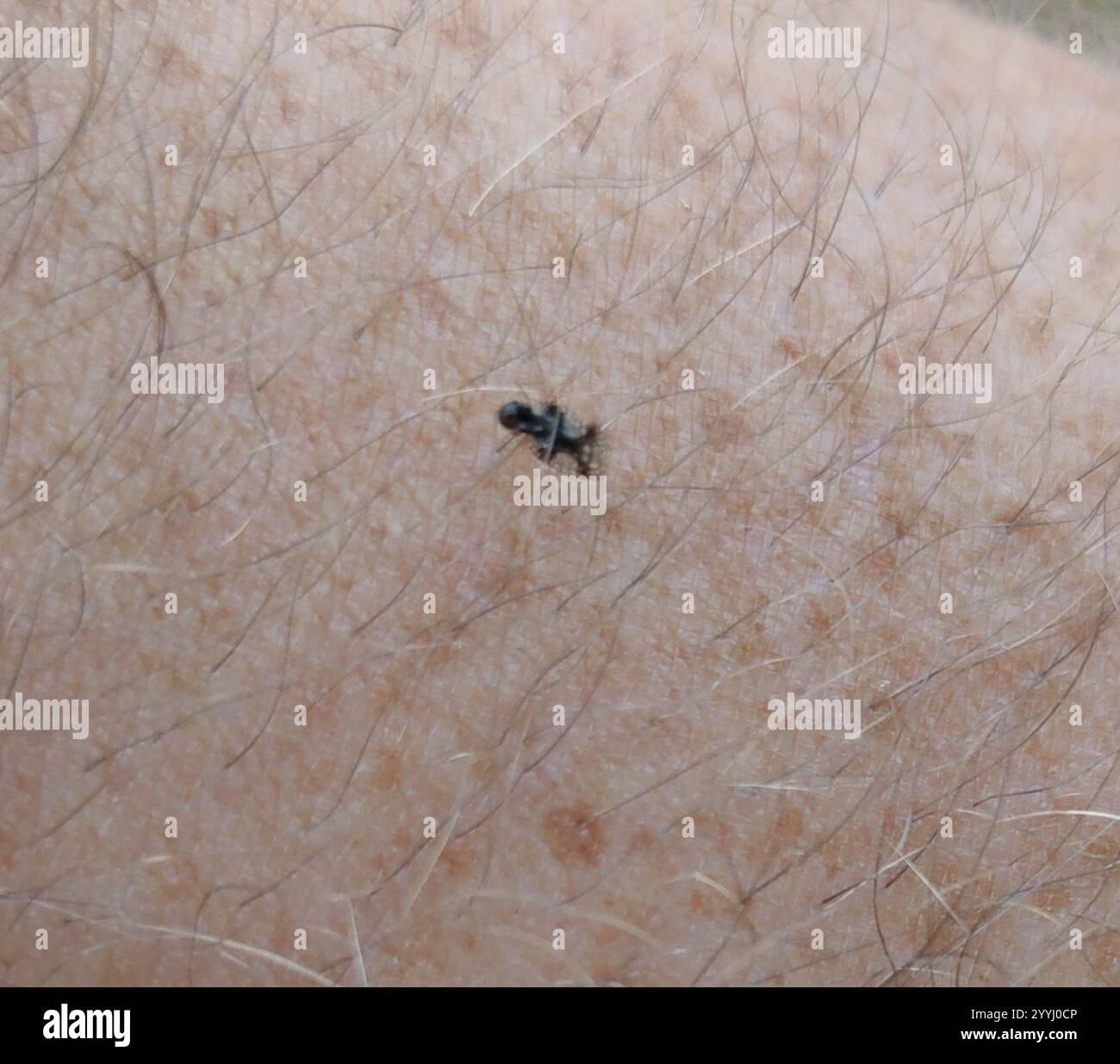 Andromeda Lace Bug (Stephanitis takeyai Stock Photo - Alamy