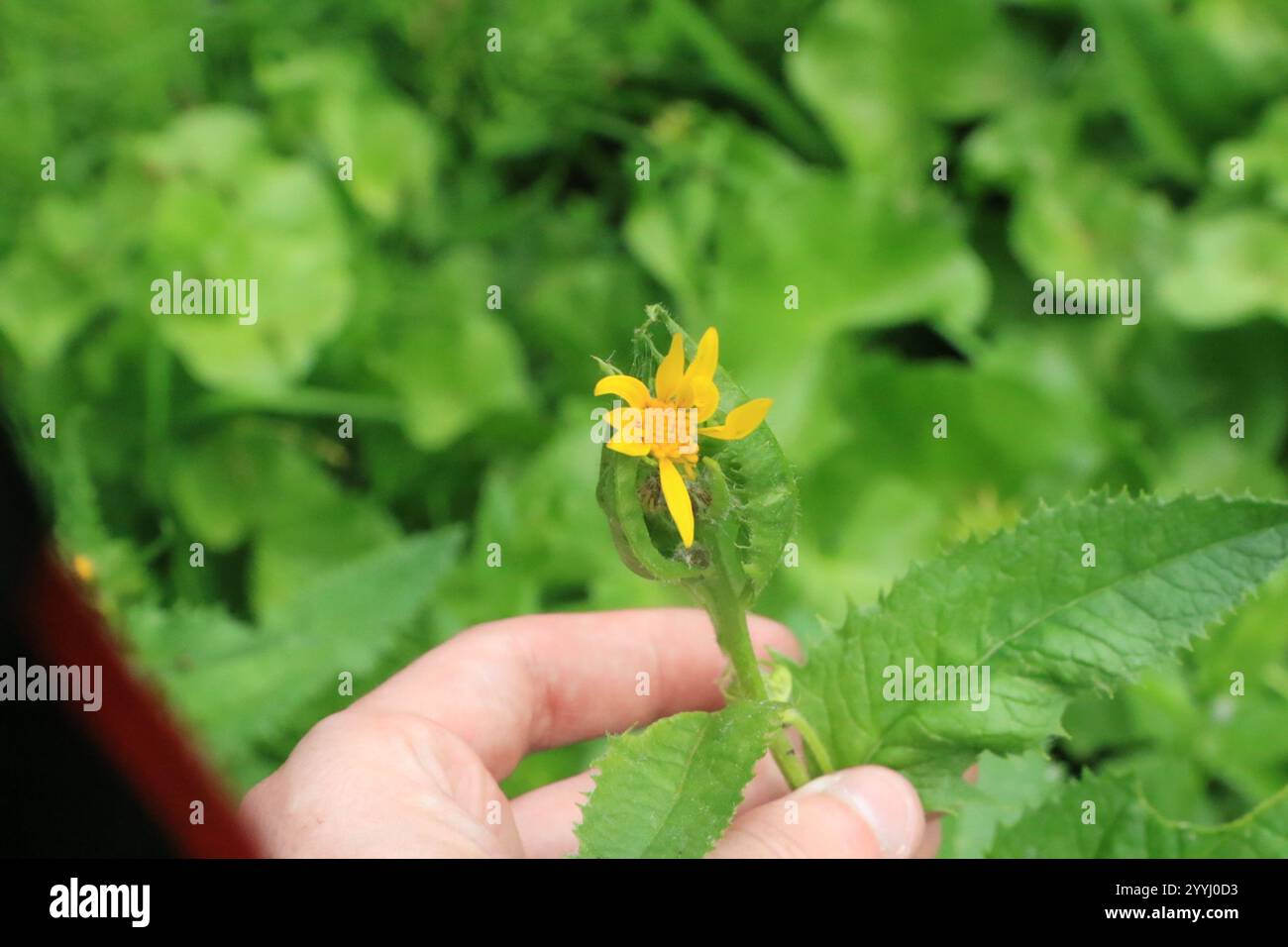 Arrowleaf Senecio (Senecio triangularis Stock Photo - Alamy