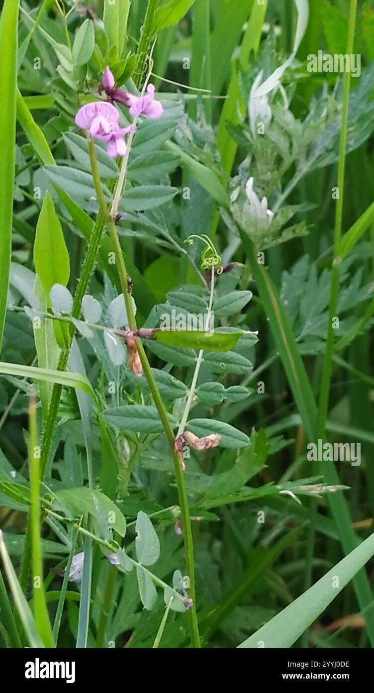 Bush Vetch (Vicia sepium Stock Photo - Alamy