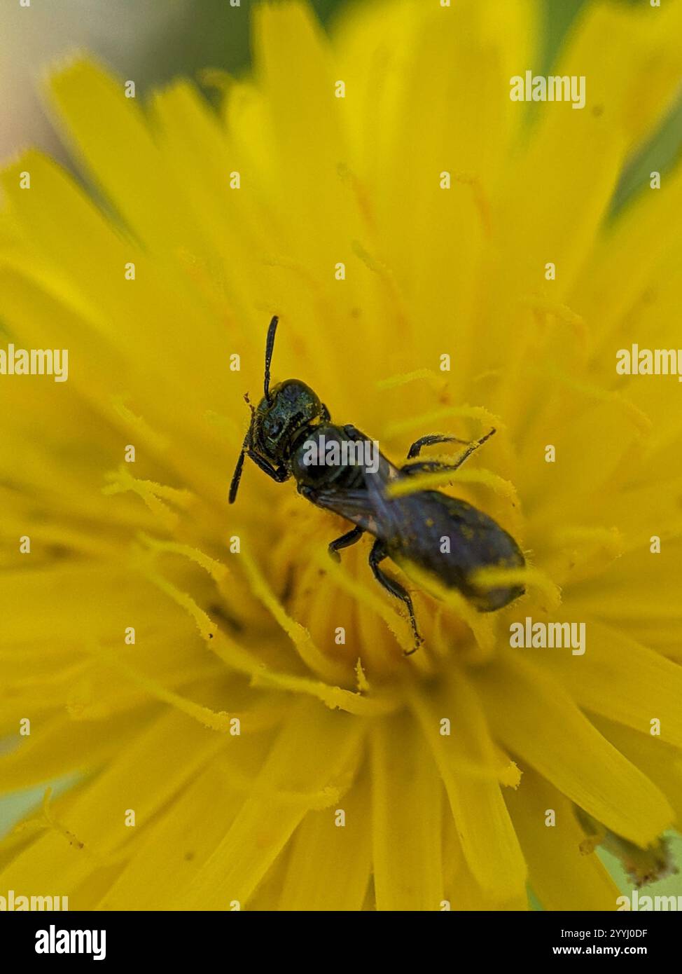 Small Carpenter Bees (Ceratina Stock Photo - Alamy
