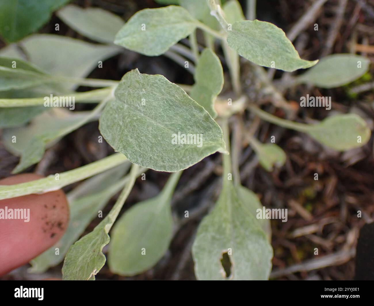 Rocky Mountain groundsel (Packera streptanthifolia Stock Photo - Alamy