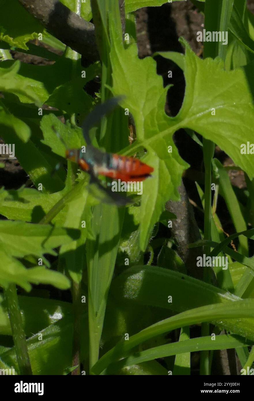 Squash Vine Borer (Eichlinia cucurbitae Stock Photo - Alamy
