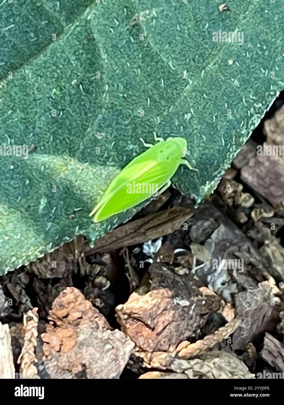 Green Cone-headed Planthopper (Acanalonia conica Stock Photo - Alamy
