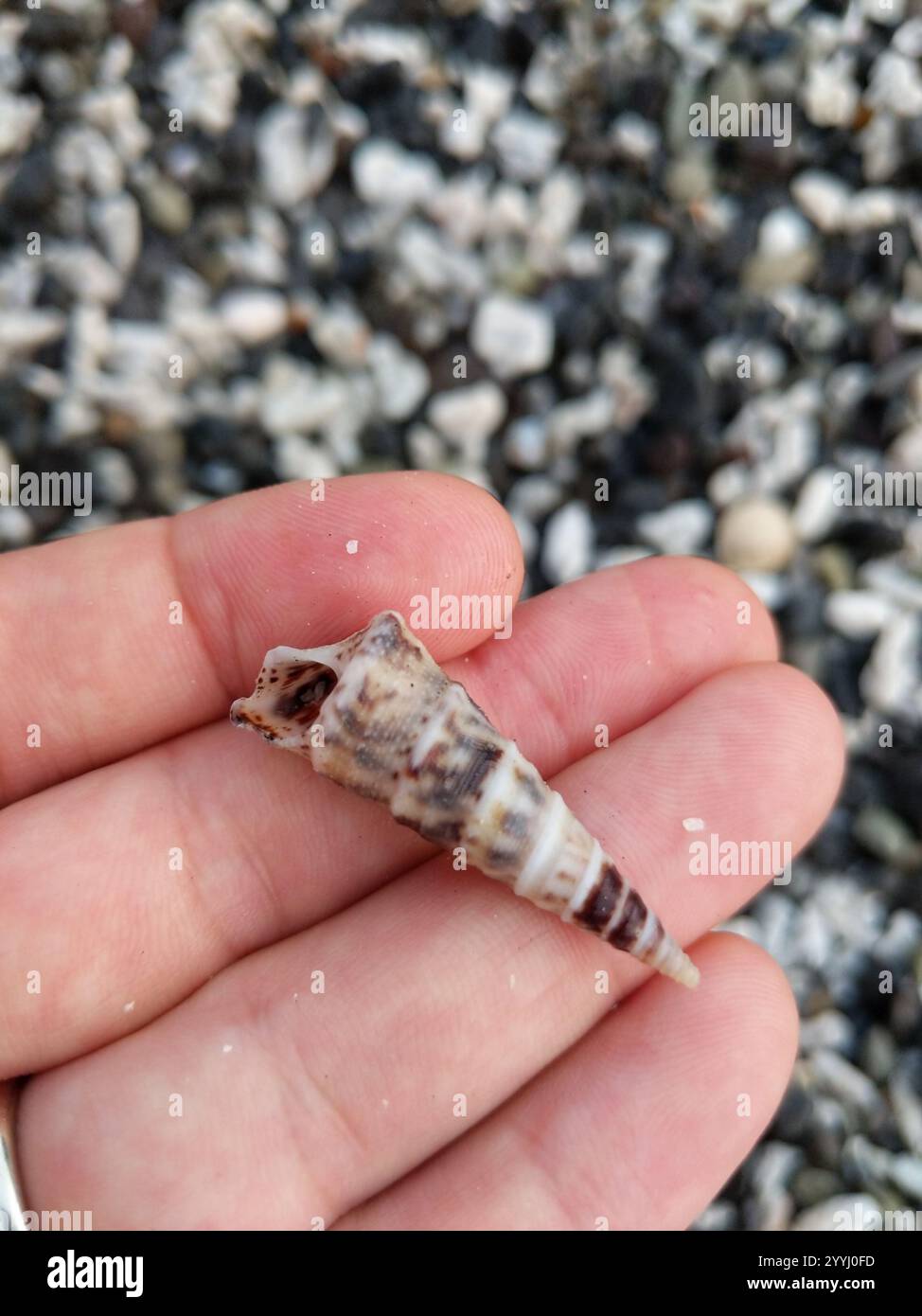 Tower Snails (Turritellidae Stock Photo - Alamy