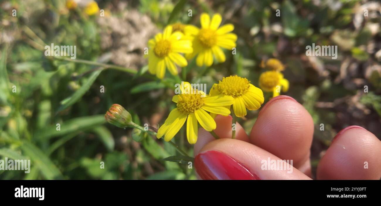 Madagascar Ragwort (Senecio madagascariensis Stock Photo - Alamy