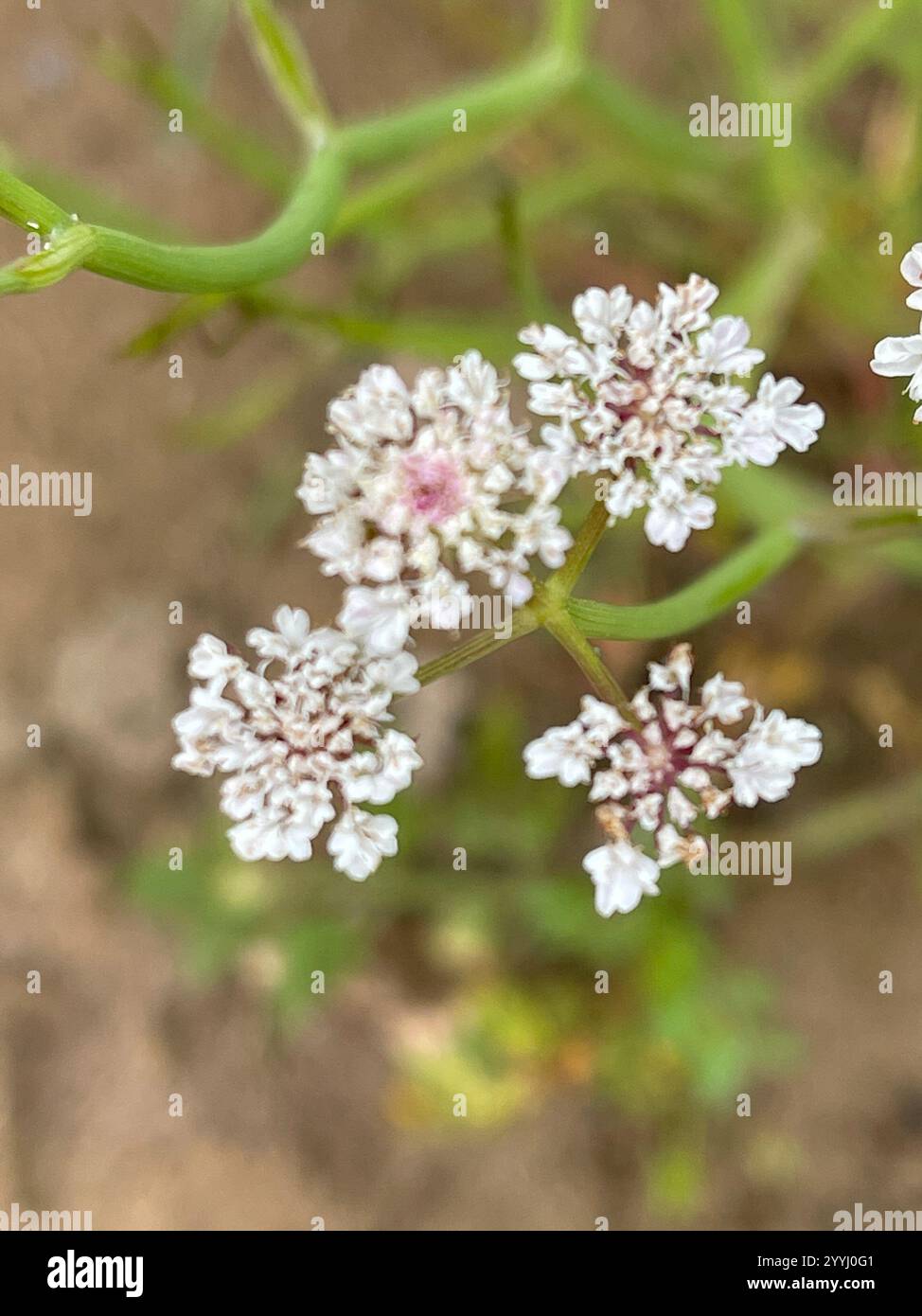 Tubular Water-dropwort (Oenanthe fistulosa Stock Photo - Alamy