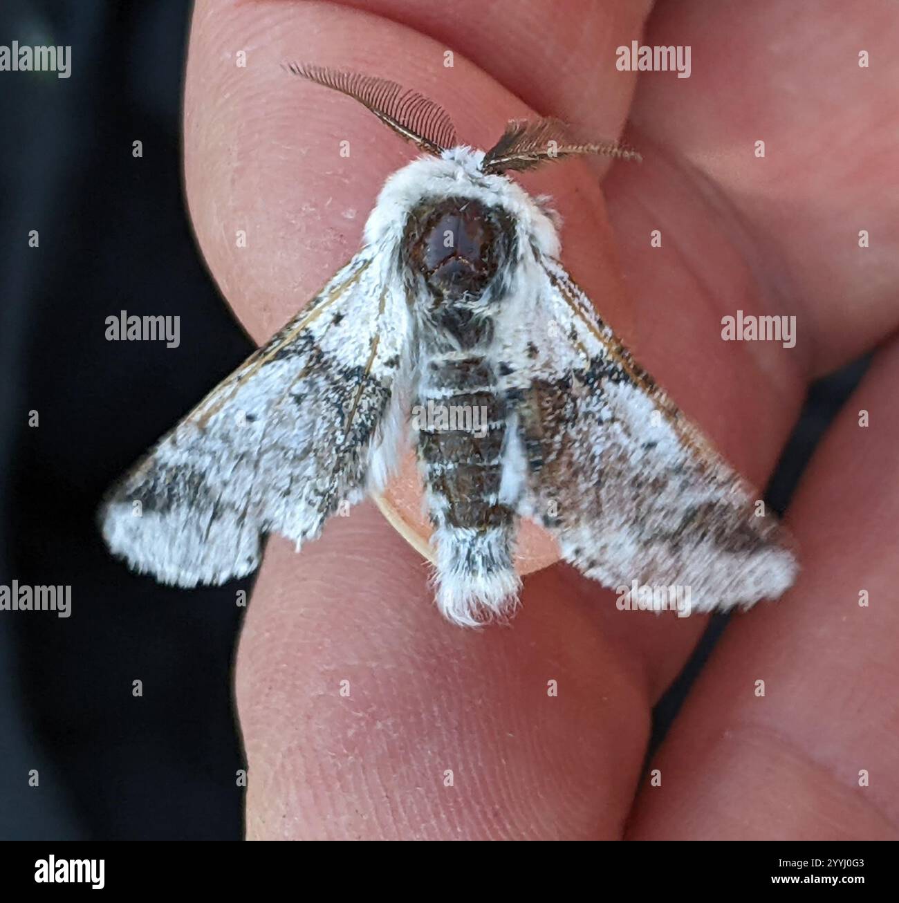 Zigzag Furcula Moth (Furcula scolopendrina Stock Photo - Alamy