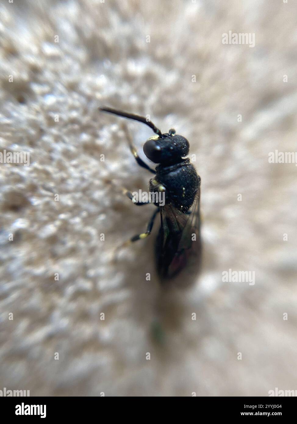 Common Masked Bee (Hylaeus communis Stock Photo - Alamy