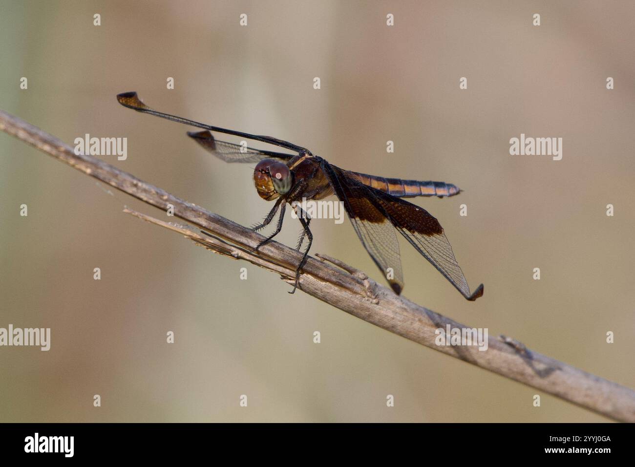 Widow Skimmer (Libellula luctuosa Stock Photo - Alamy