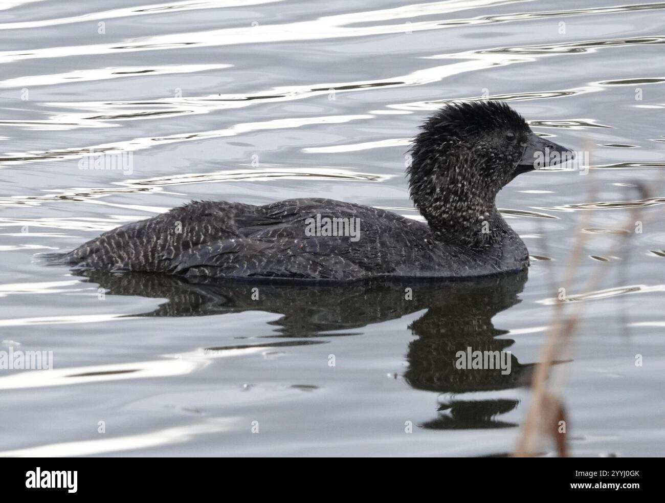 Musk Duck (Biziura lobata Stock Photo - Alamy