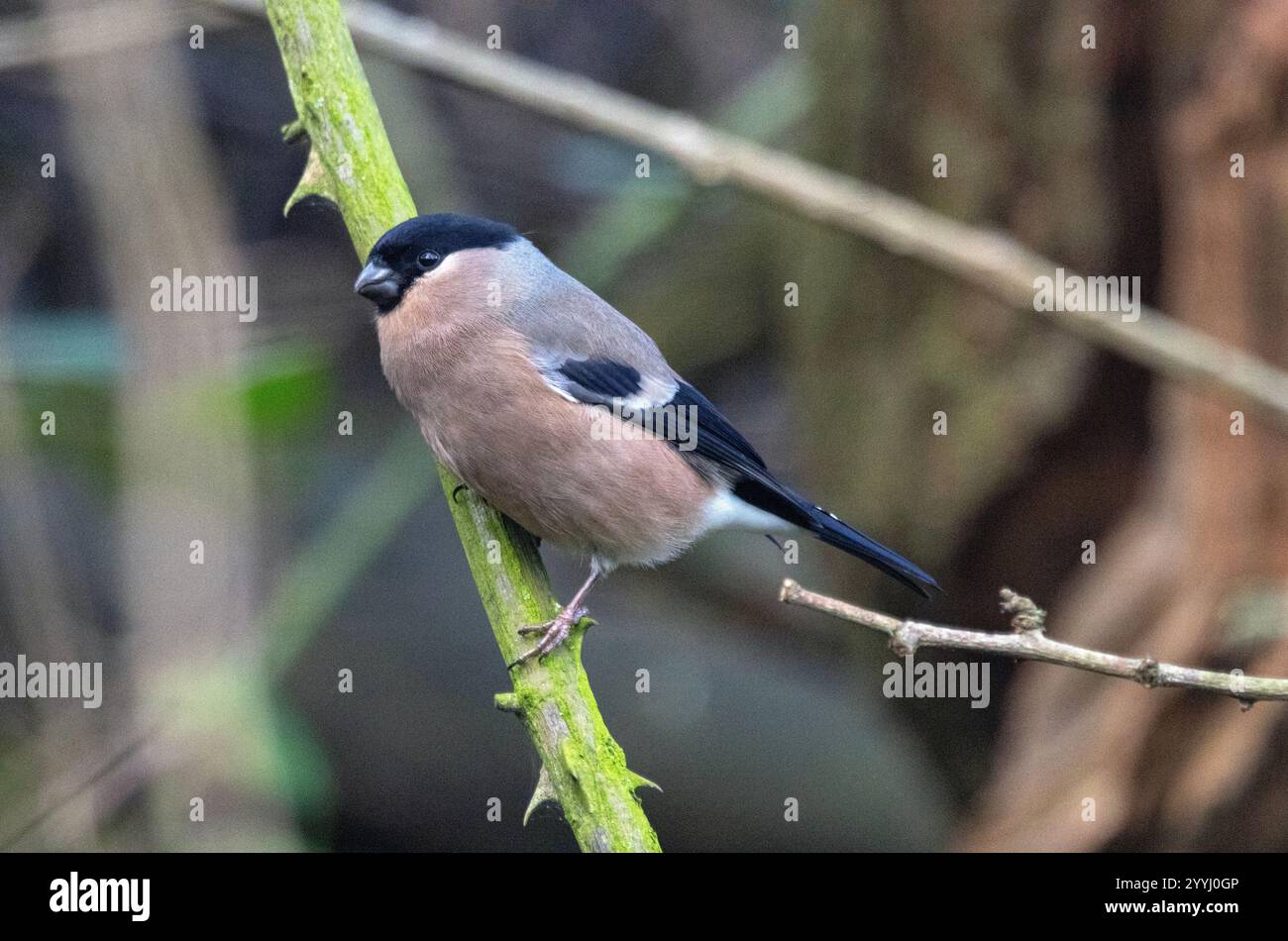 The Bulfinch is a beautiful visitor to garden feeders in winter. They are shy birds and usually ...