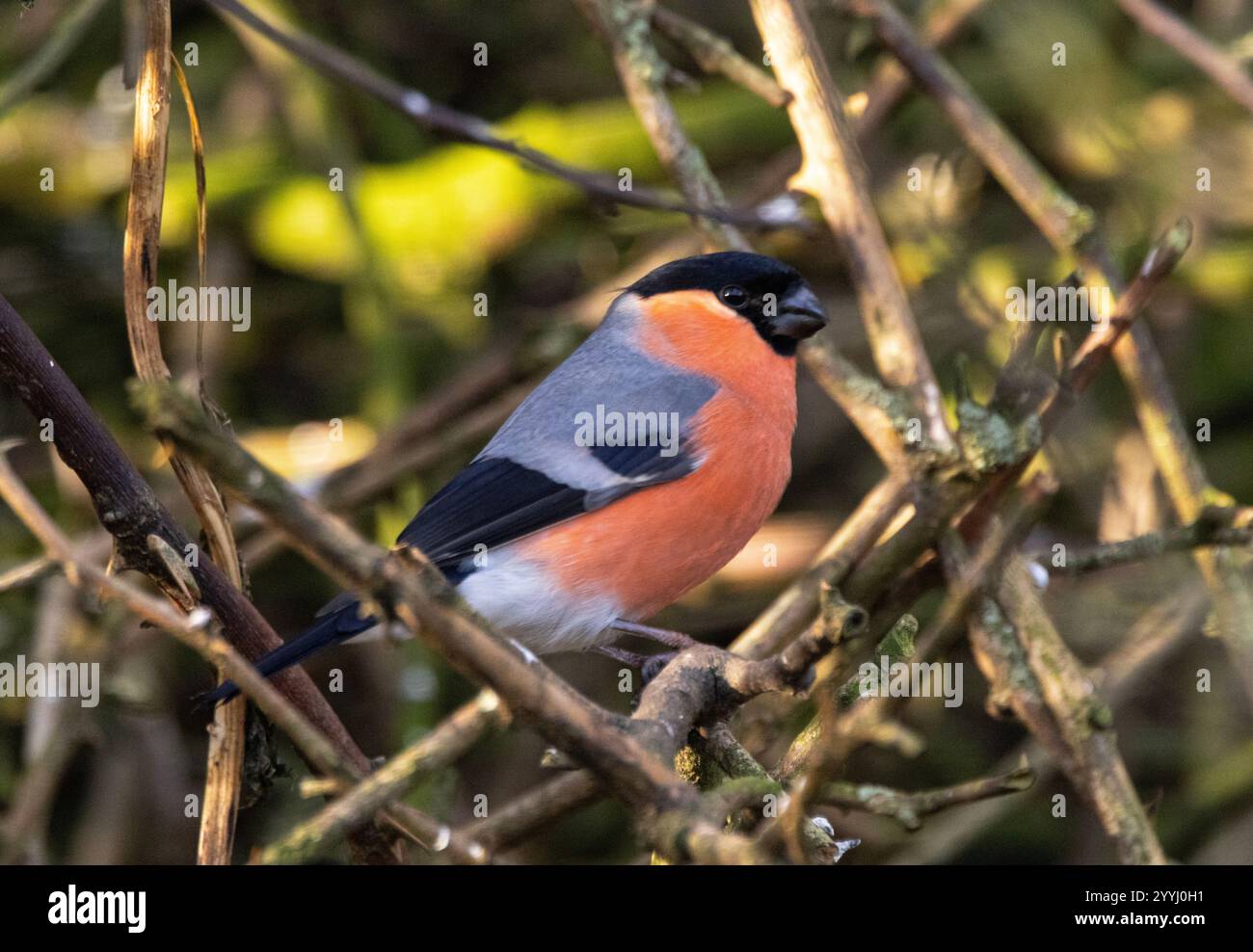 The male Bulfinch is a beautiful visitor to garden feeders in winter ...
