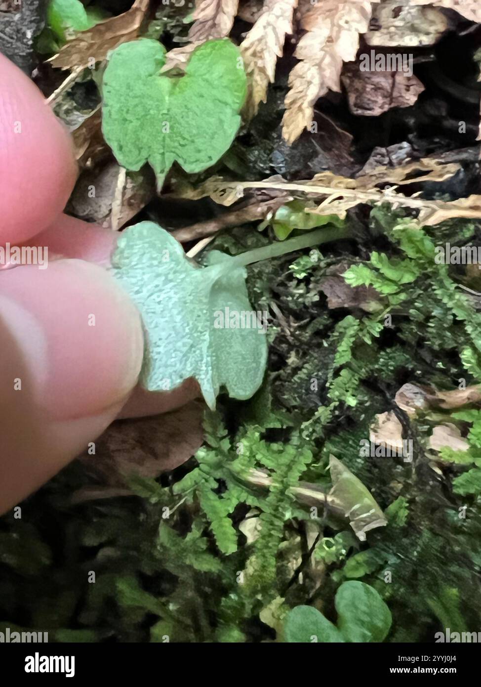 (Corybas trilobus aggregate Stock Photo - Alamy
