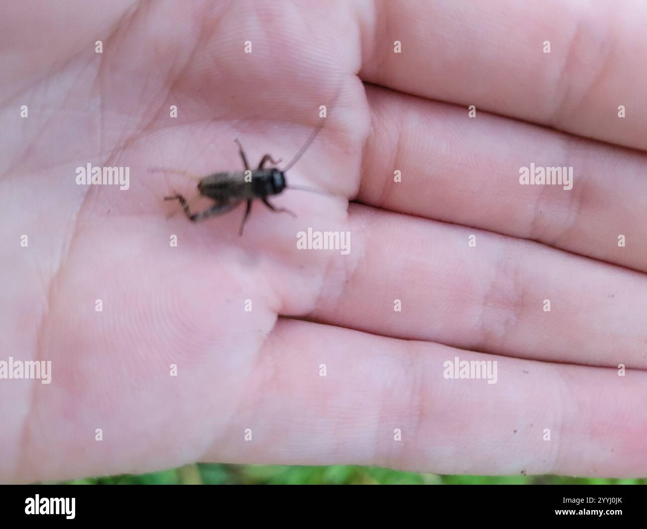 Trilling hi-res stock photography and images - Alamy