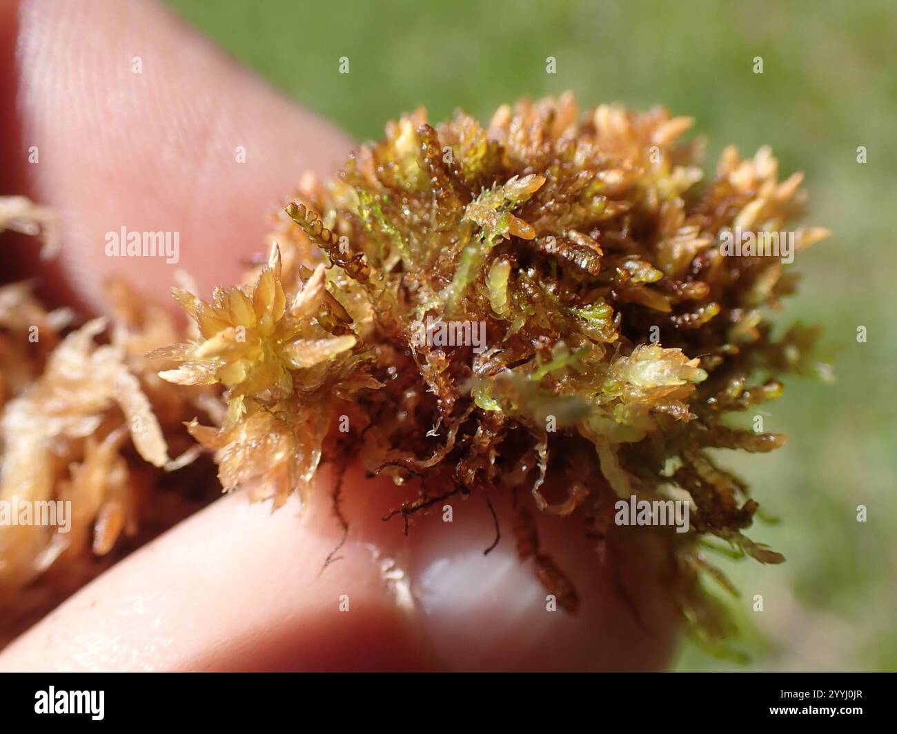 Sphagnum mosses (Sphagnum Stock Photo - Alamy