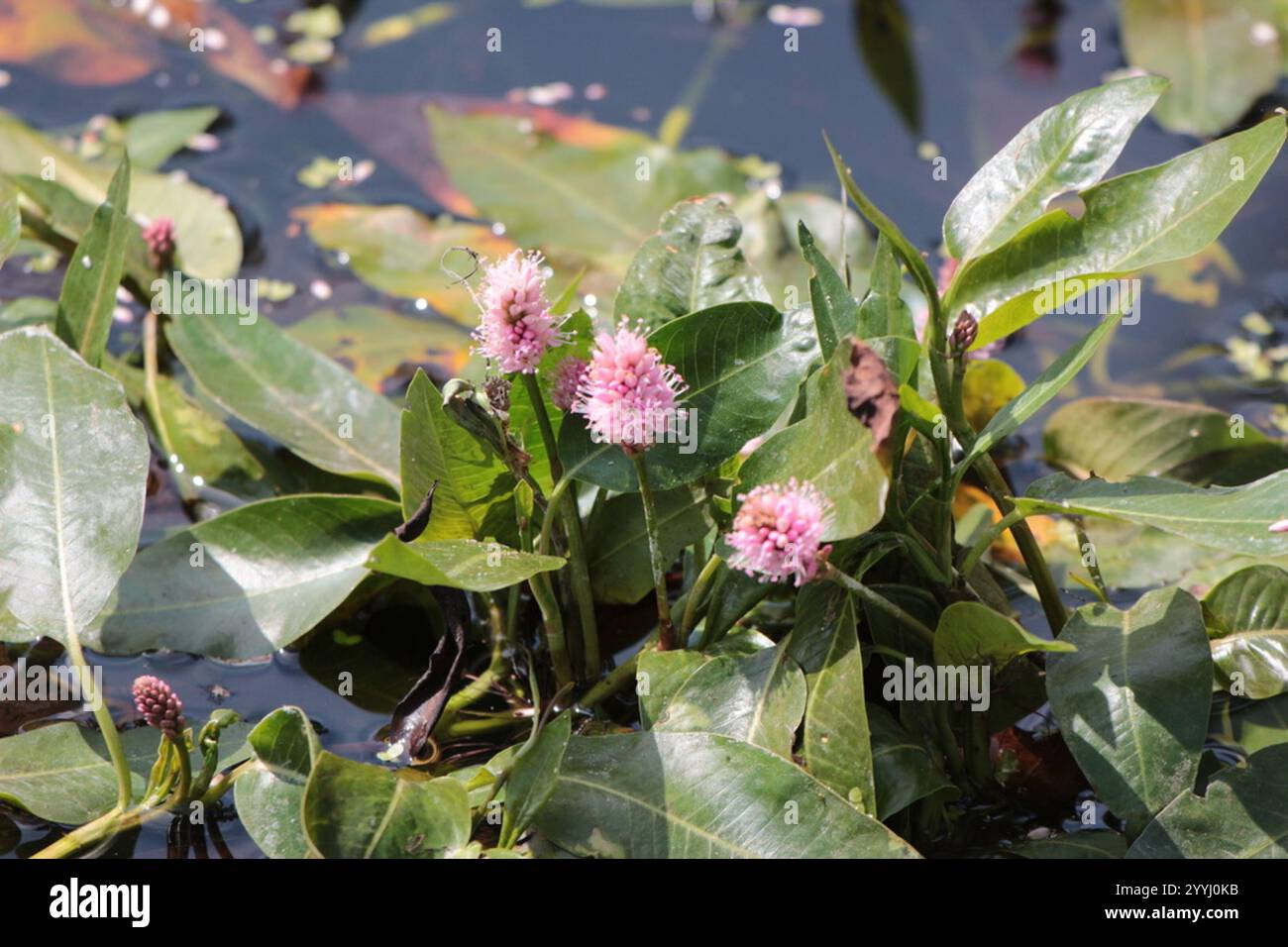 water smartweed (Persicaria amphibia Stock Photo - Alamy