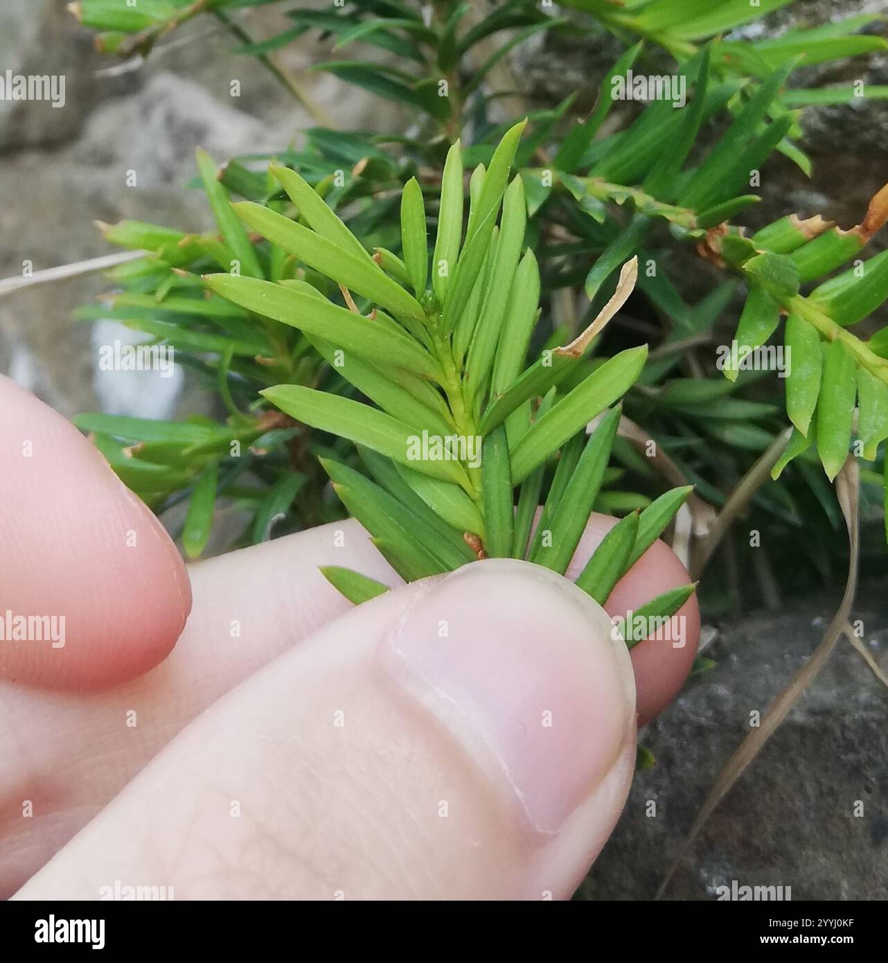 common yew (Taxus baccata Stock Photo - Alamy