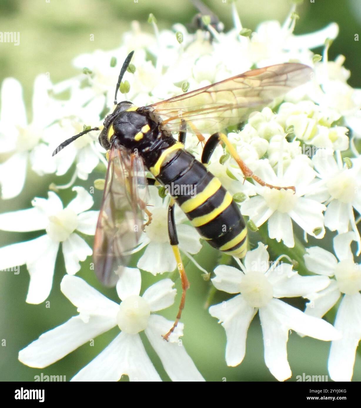 Plantain Wasp-sawfly (Tenthredo omissa Stock Photo - Alamy