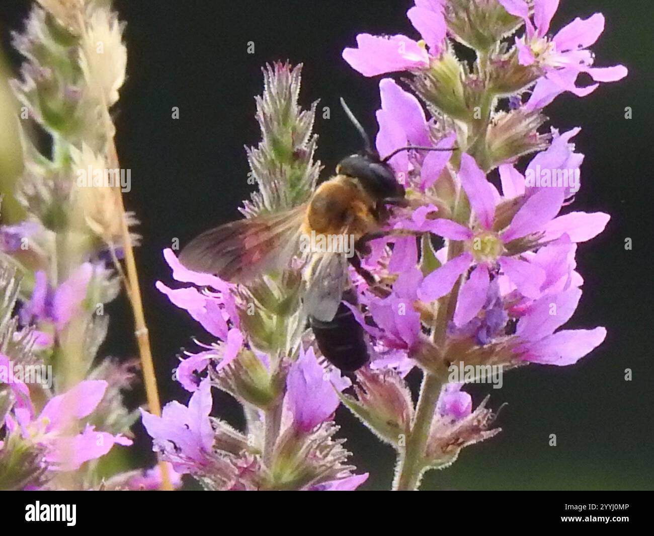 Sculptured Resin Bee (Megachile sculpturalis Stock Photo - Alamy