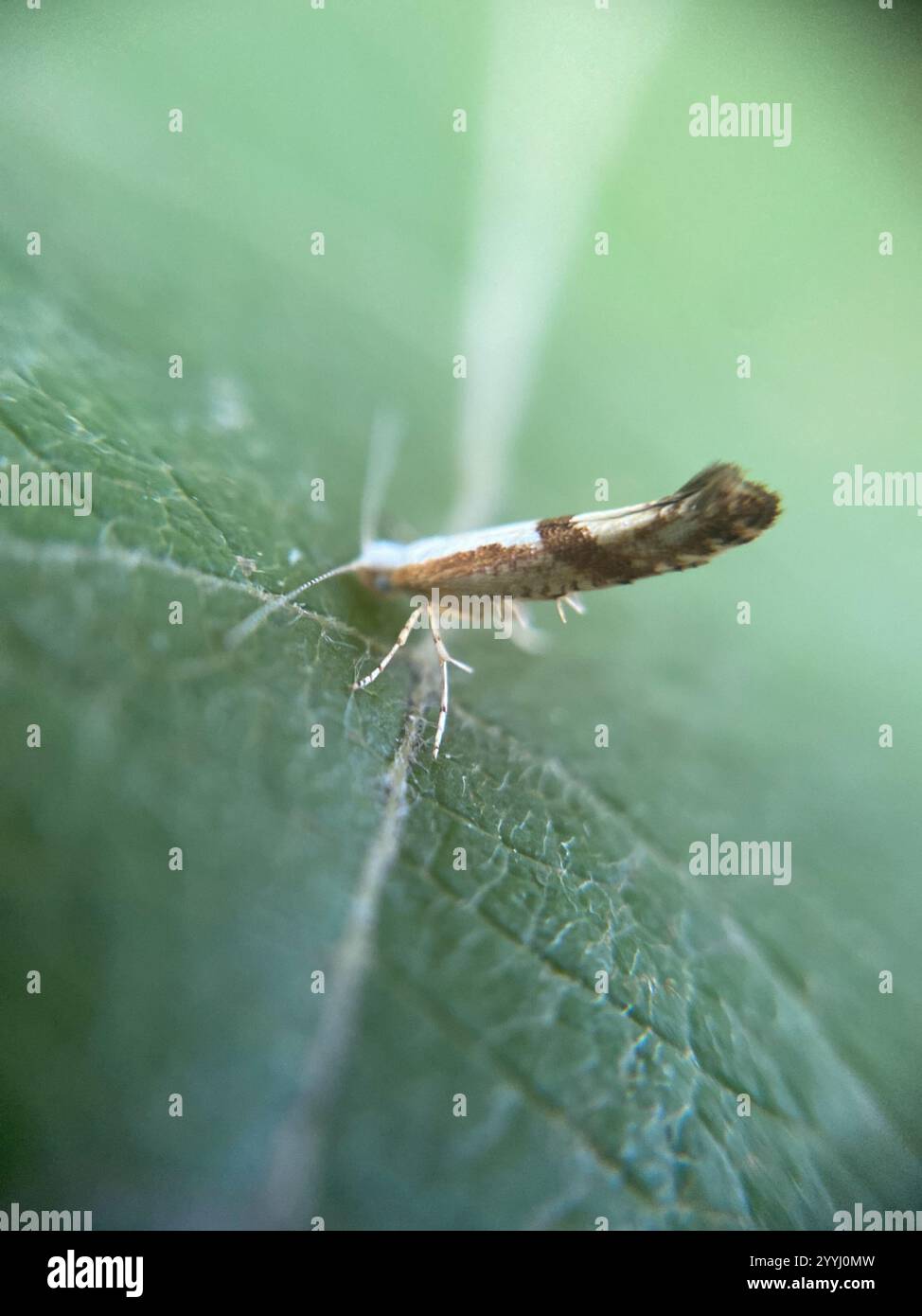 Pruniella hi-res stock photography and images - Alamy