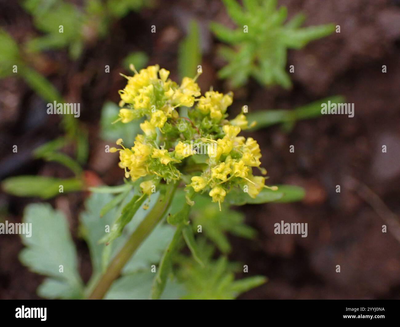 northern sanicle (Sanicula graveolens Stock Photo - Alamy