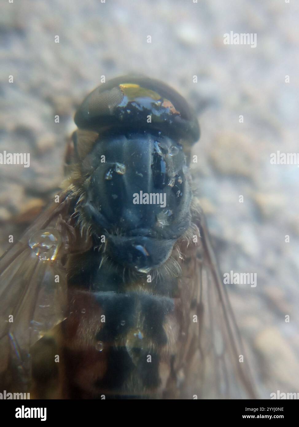 Band-eyed Brown Horse Fly (Tabanus bromius Stock Photo - Alamy