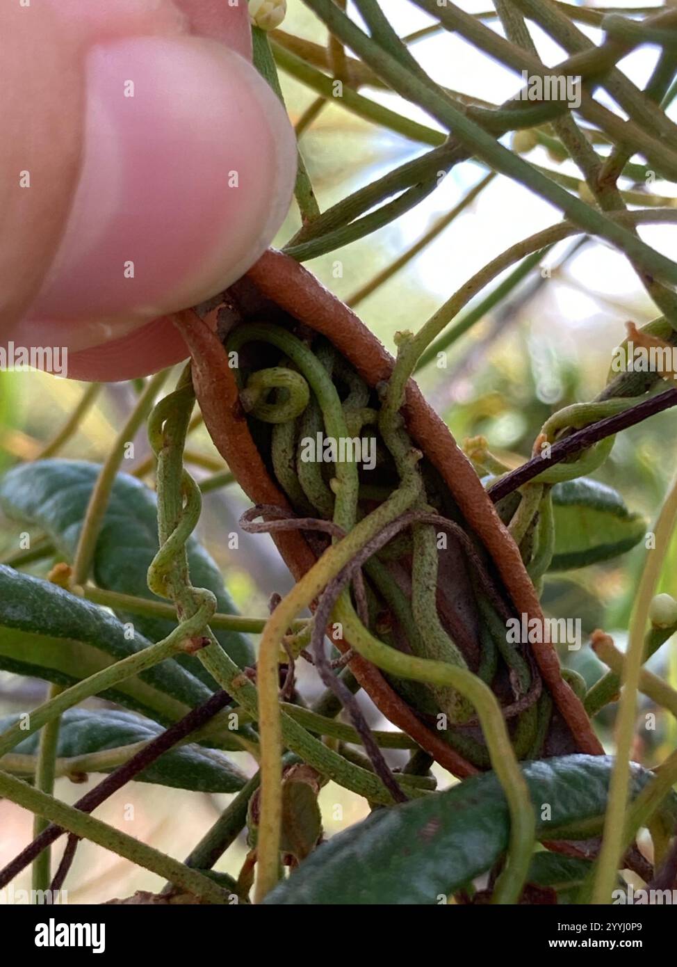 laurel dodder (Cassytha filiformis Stock Photo - Alamy