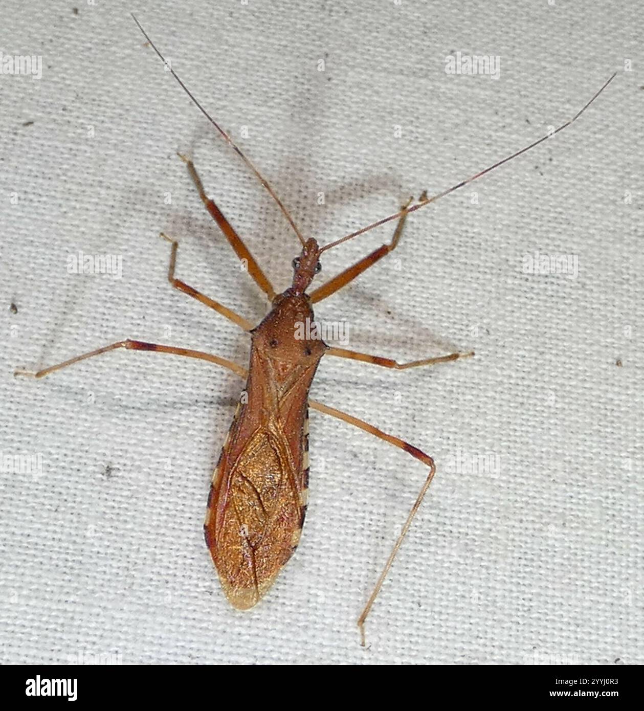 Ringed Horn Assassin Bug (Rocconota annulicornis Stock Photo - Alamy