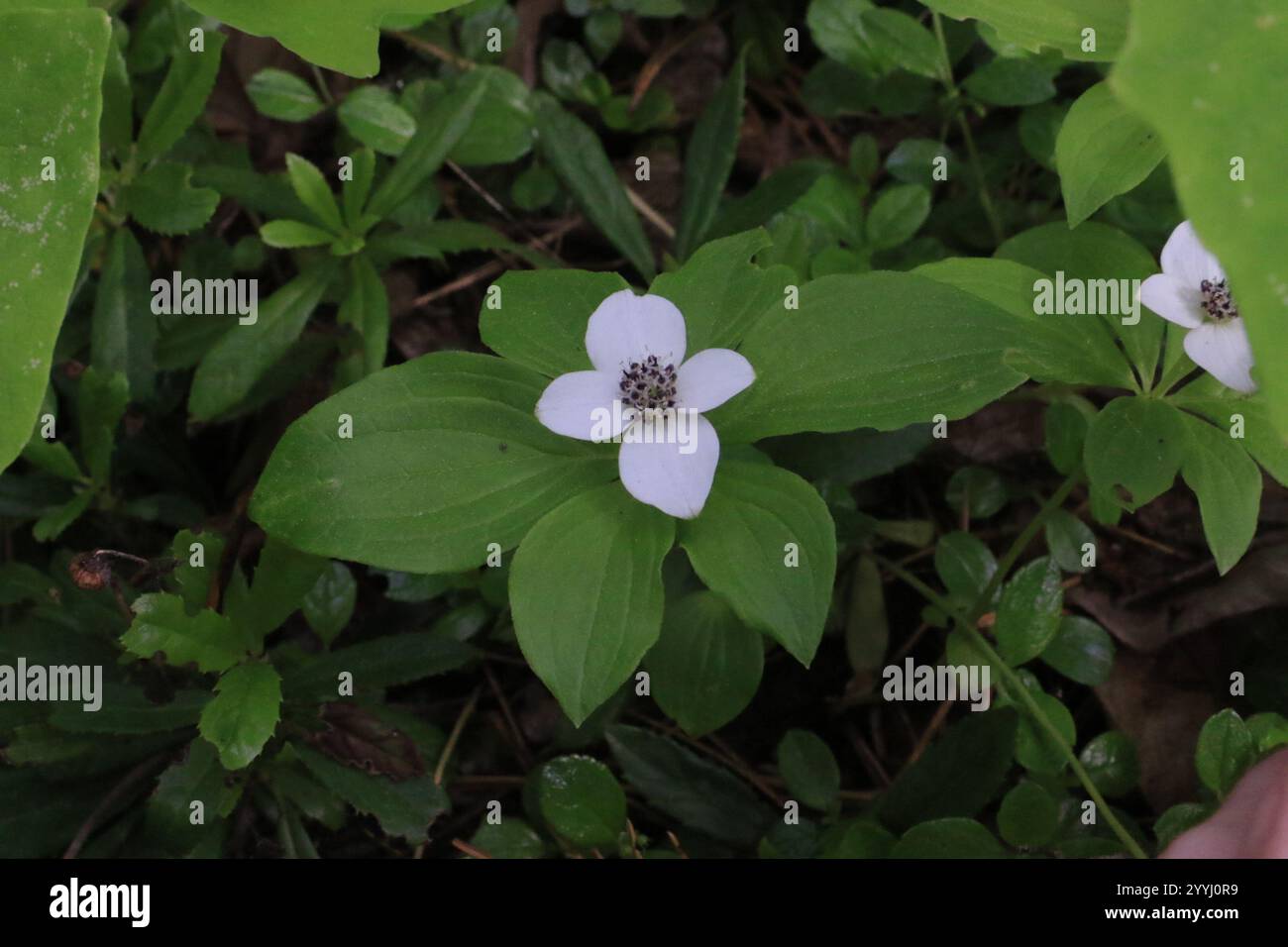 Western Bunchberry (Cornus unalaschkensis Stock Photo - Alamy