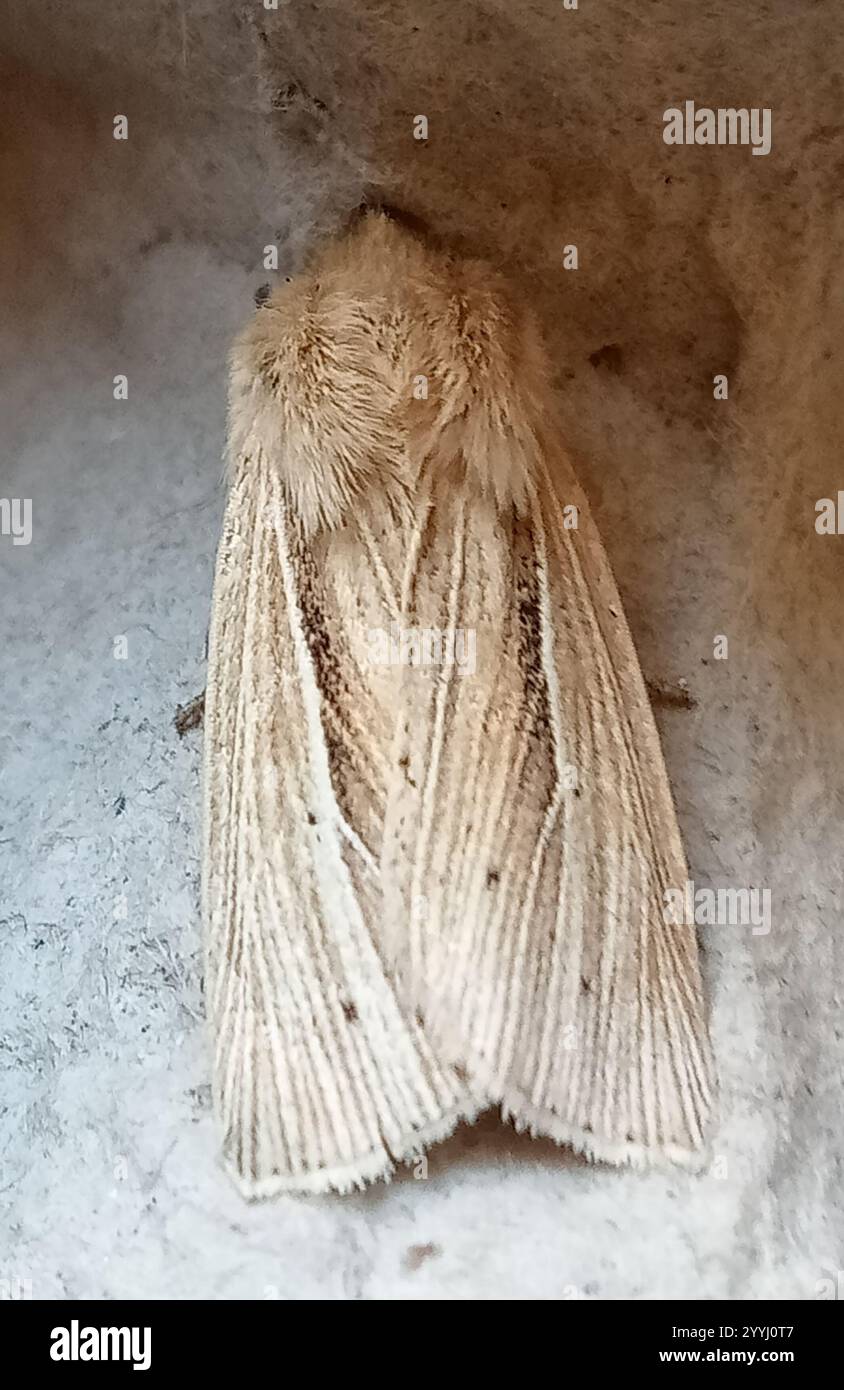Smoky wainscot hi-res stock photography and images - Alamy