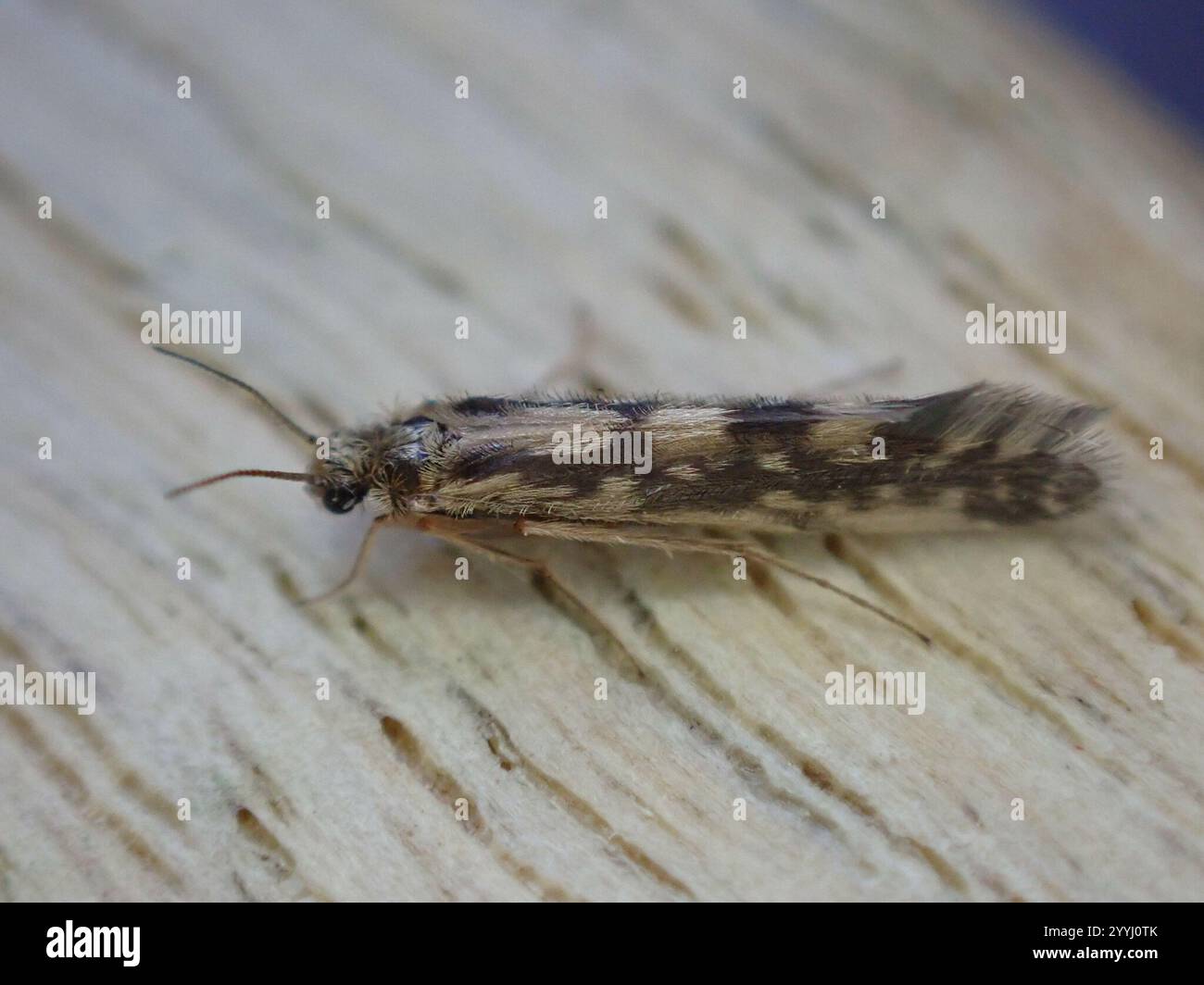 Salt and Pepper Microcaddisfly (Agraylea multipunctata Stock Photo - Alamy
