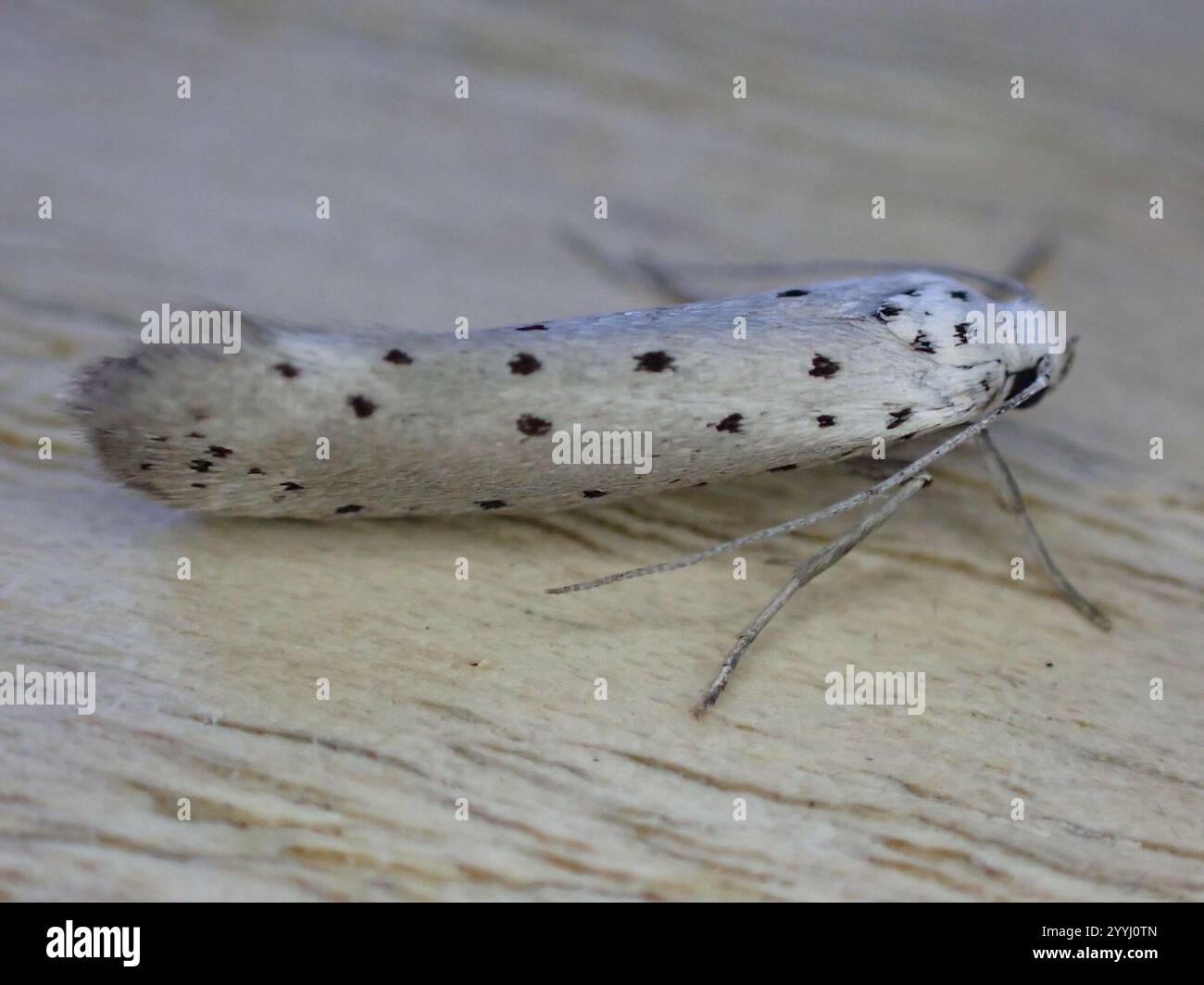 Spindle Ermine Moth (Yponomeuta cagnagella Stock Photo - Alamy