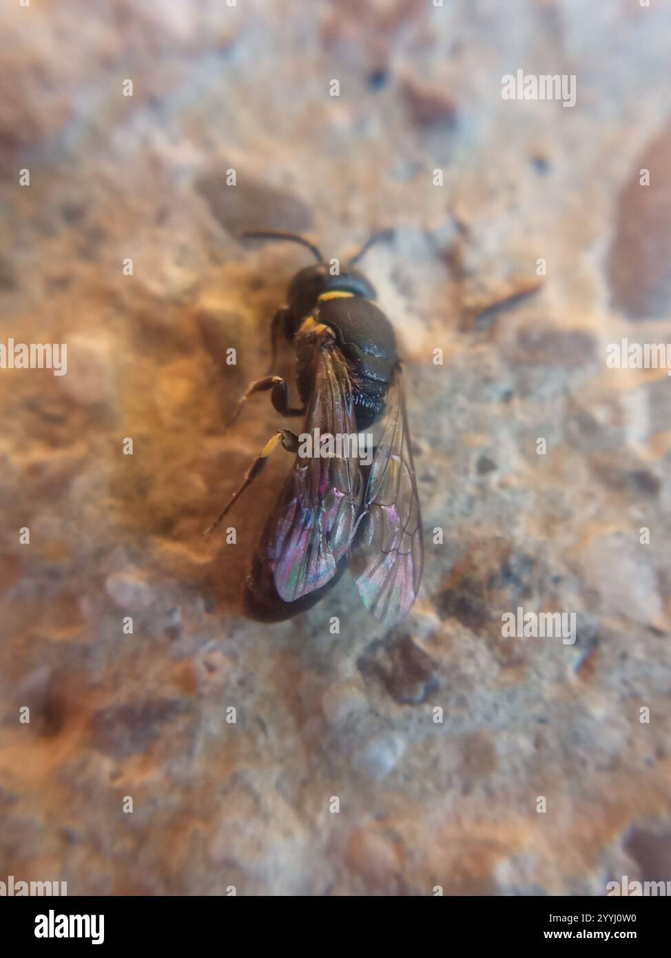 Masked Bees (Hylaeus Stock Photo - Alamy