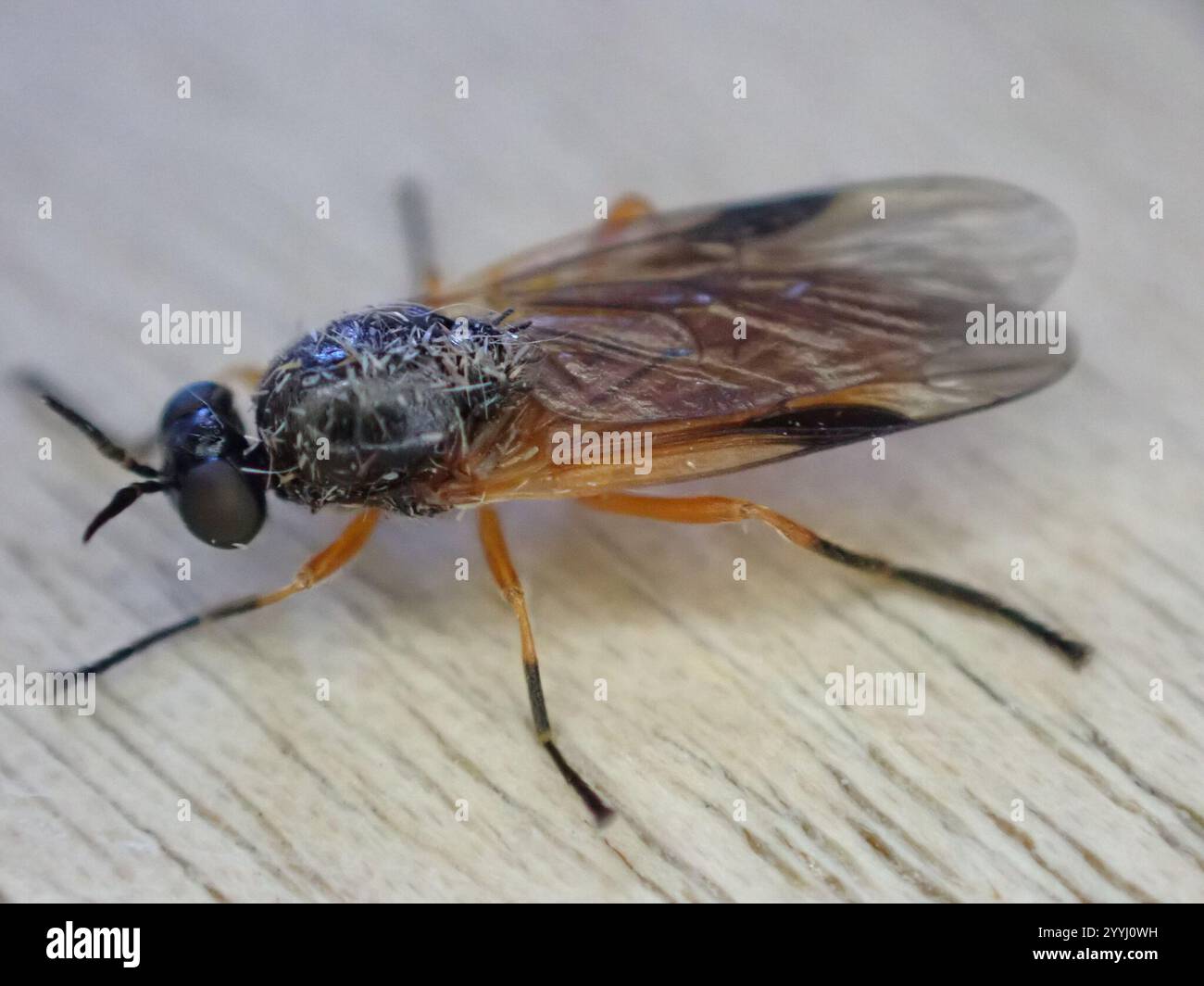 Beris hi-res stock photography and images - Alamy