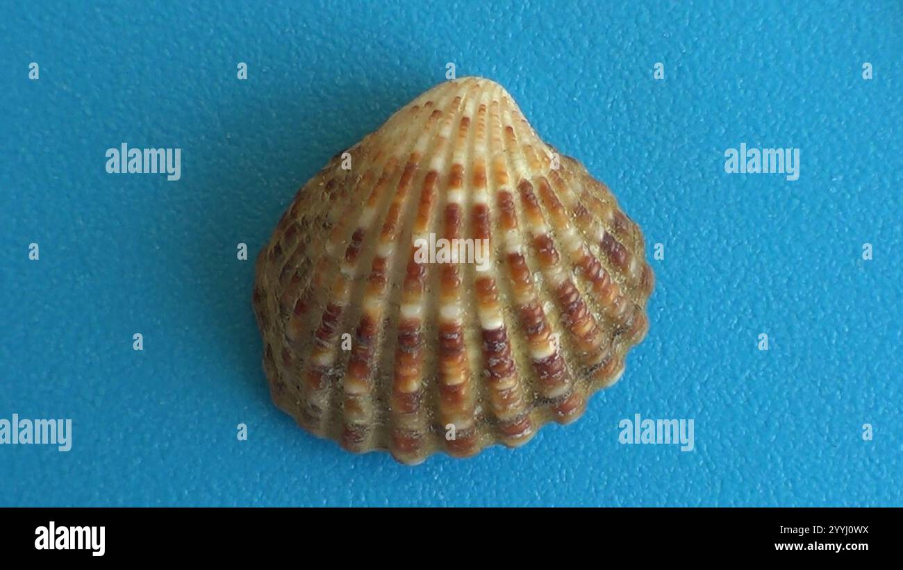 ancient cardita (Cardites antiquatus Stock Photo - Alamy