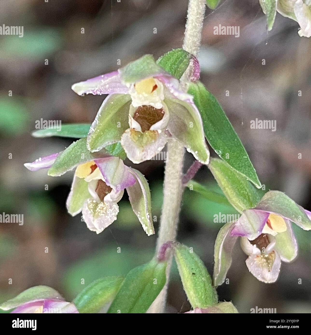 Broad-leaved helleborine (Epipactis helleborine Stock Photo - Alamy