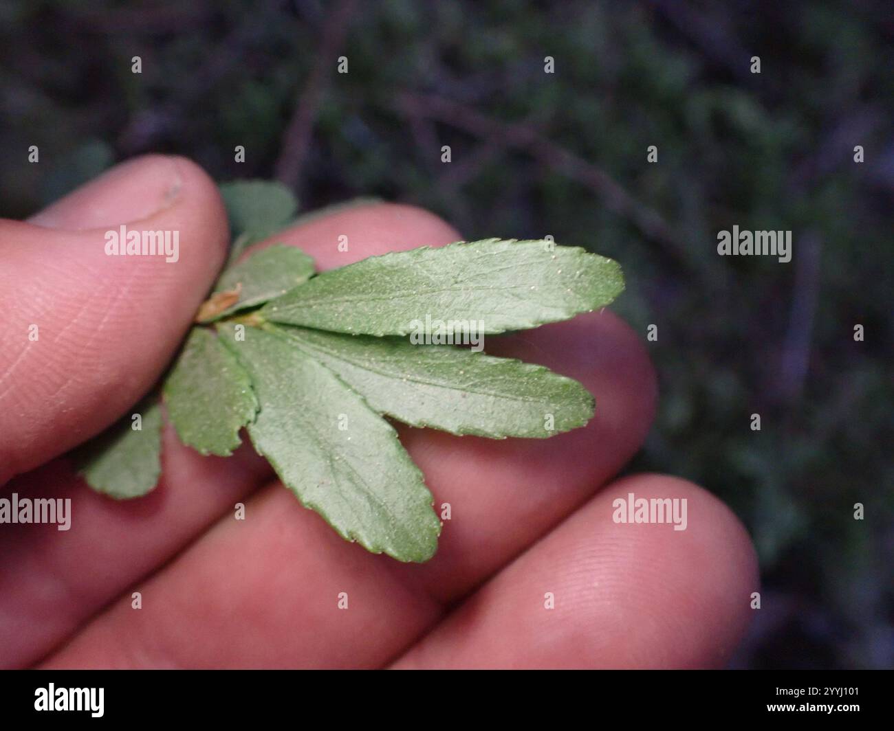 Oregon Boxwood (Paxistima myrsinites Stock Photo - Alamy