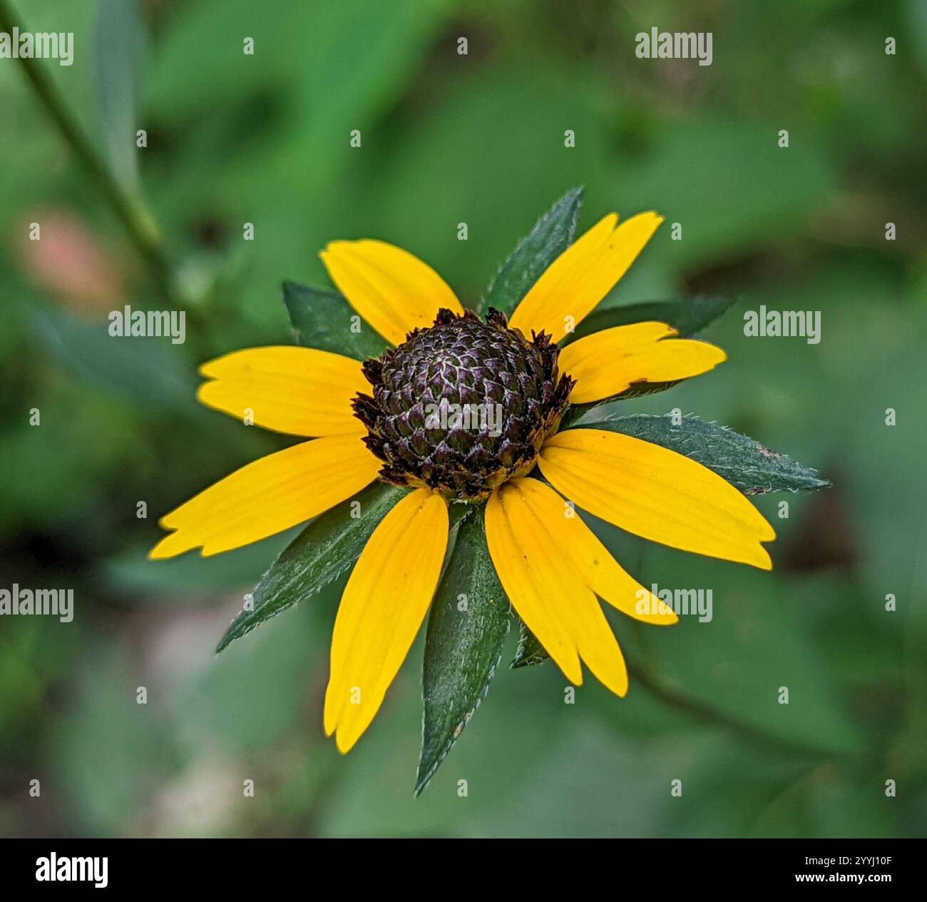 brown-eyed Susan (Rudbeckia triloba Stock Photo - Alamy