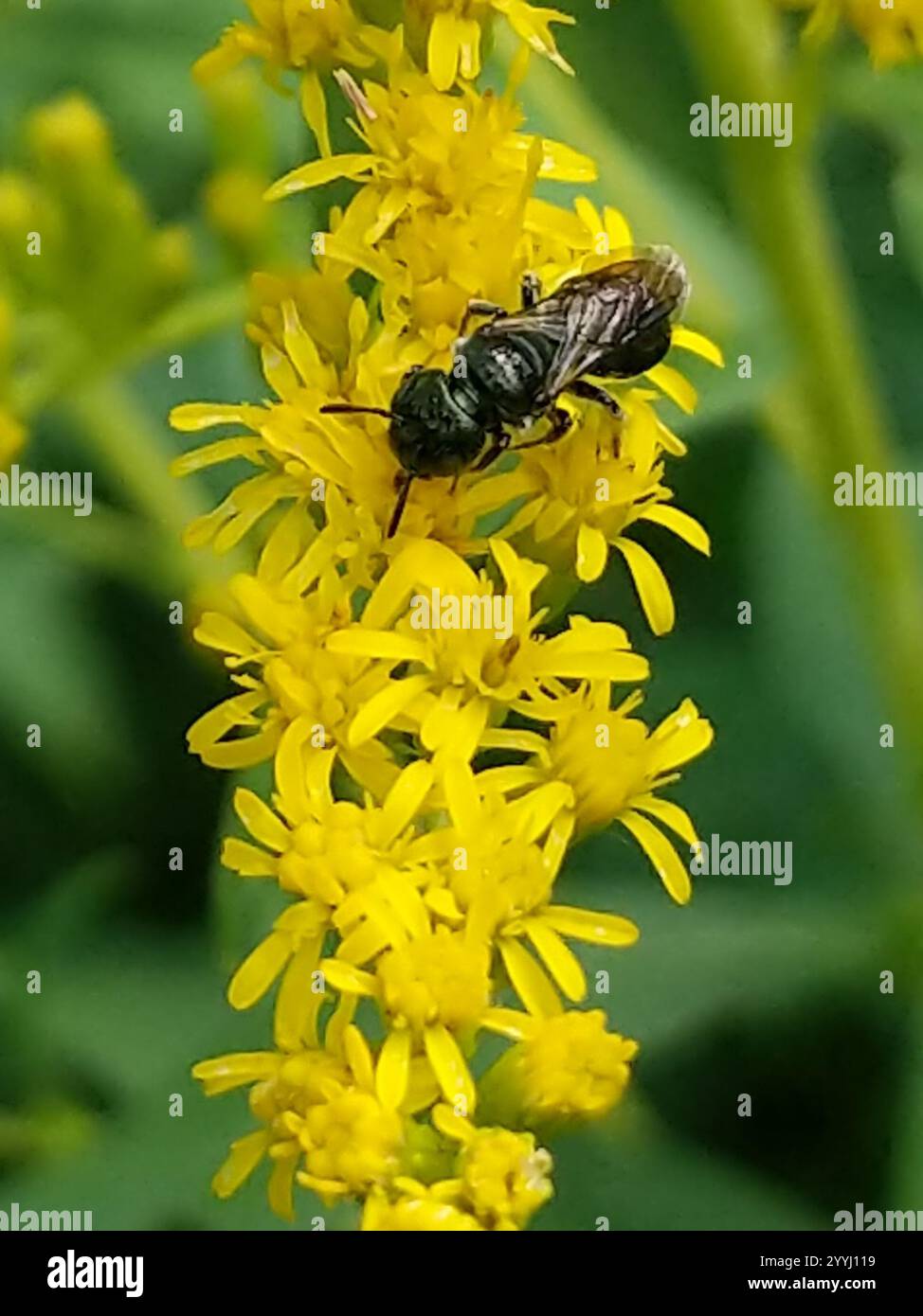 Ceratina bees hi-res stock photography and images - Alamy