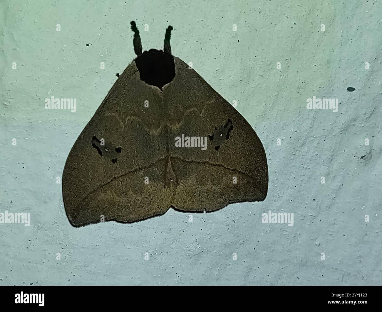 Emperor and Giant Silk Moths (Saturniidae Stock Photo - Alamy