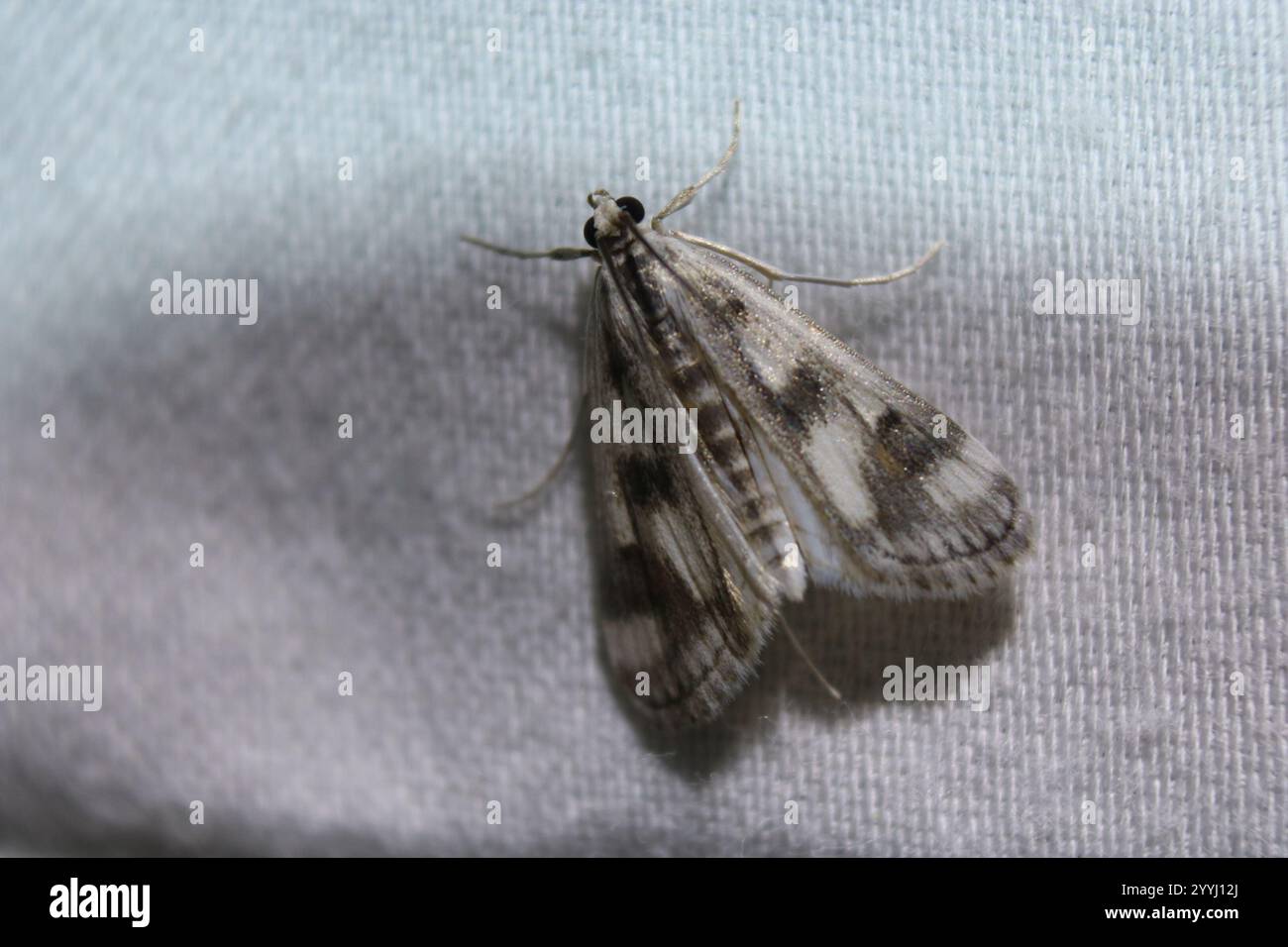Polymorphic Pondweed Moth (Parapoynx maculalis Stock Photo - Alamy