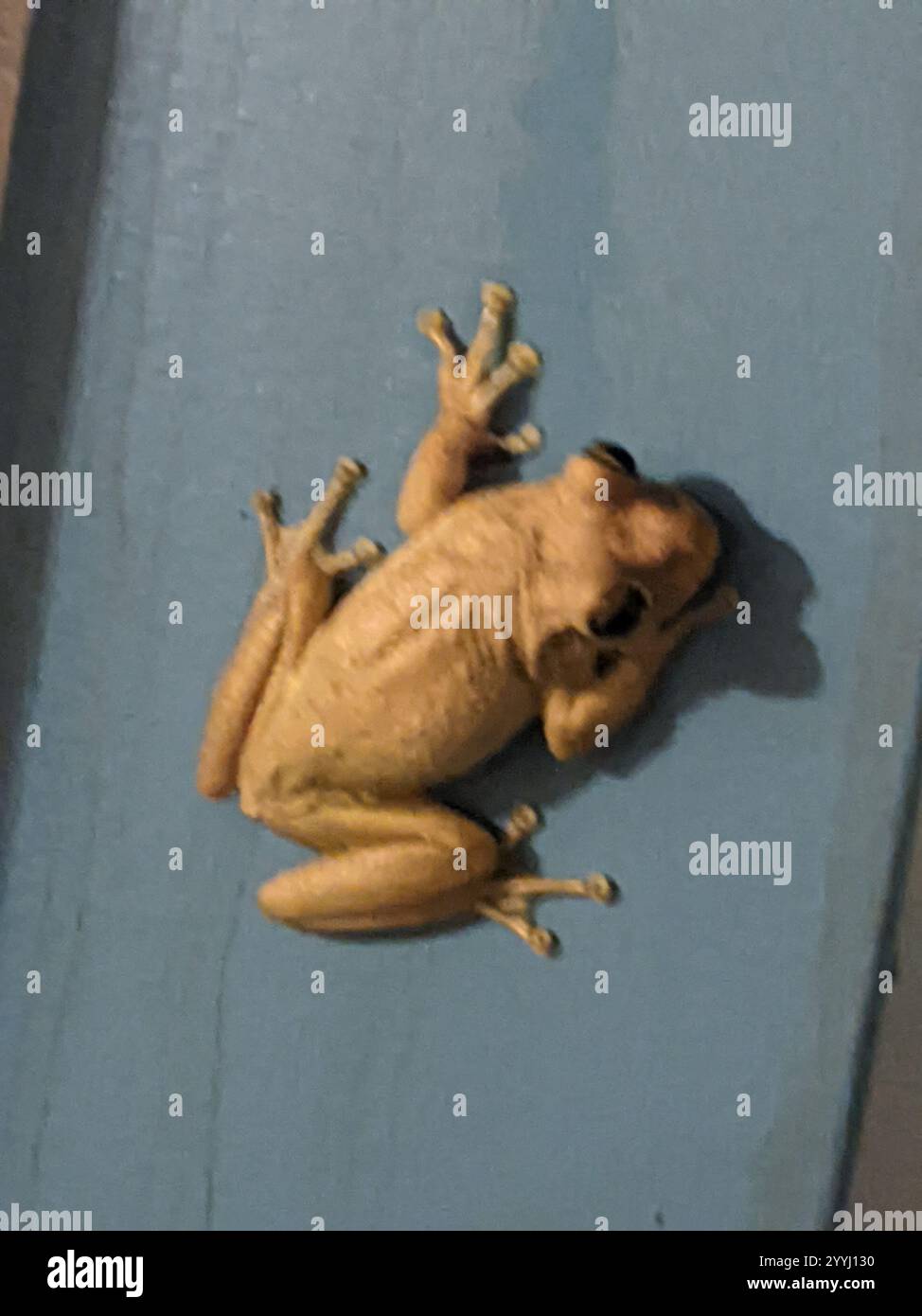 Cuban Tree Frog (Osteopilus septentrionalis Stock Photo - Alamy