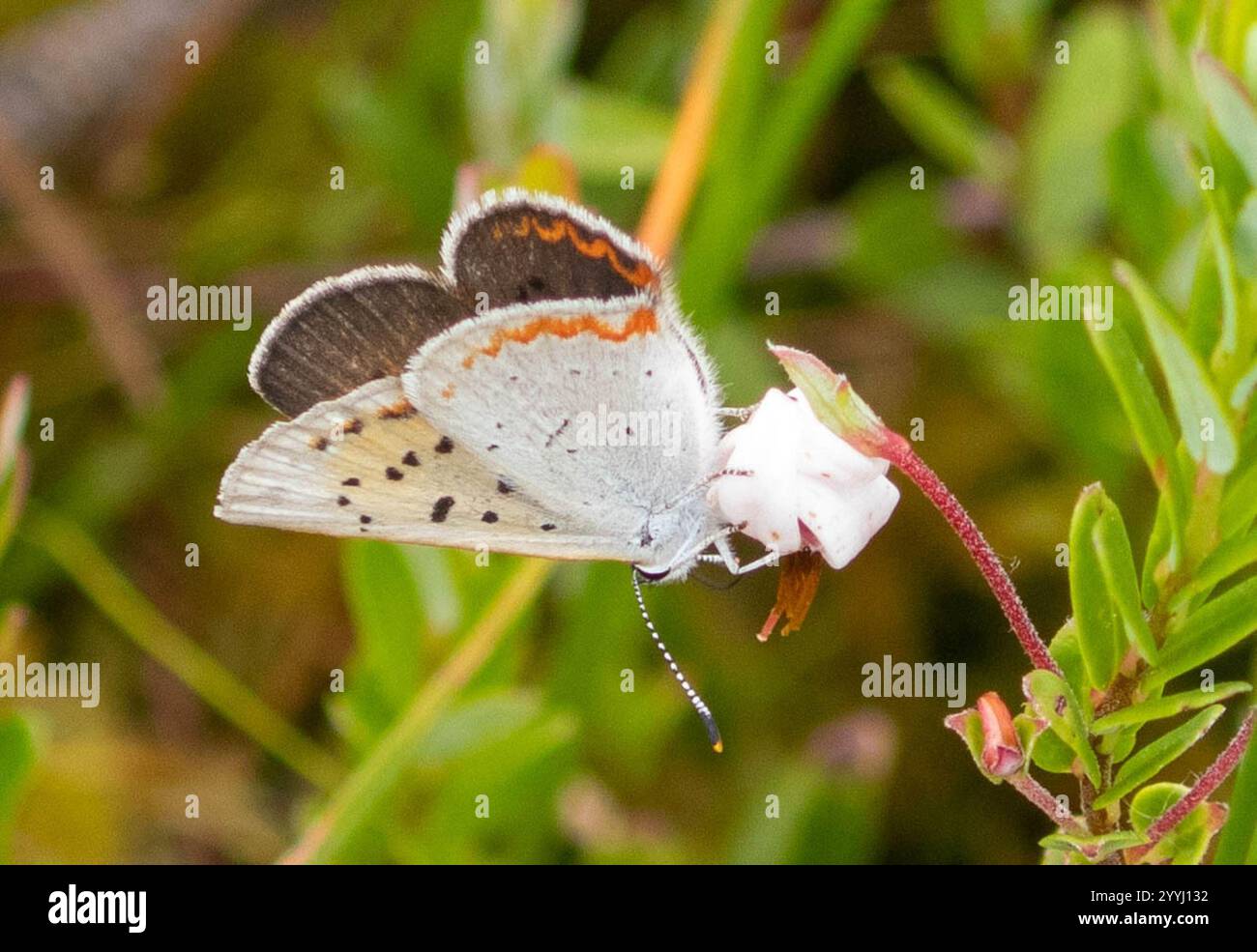 Bog Copper (Tharsalea epixanthe Stock Photo - Alamy
