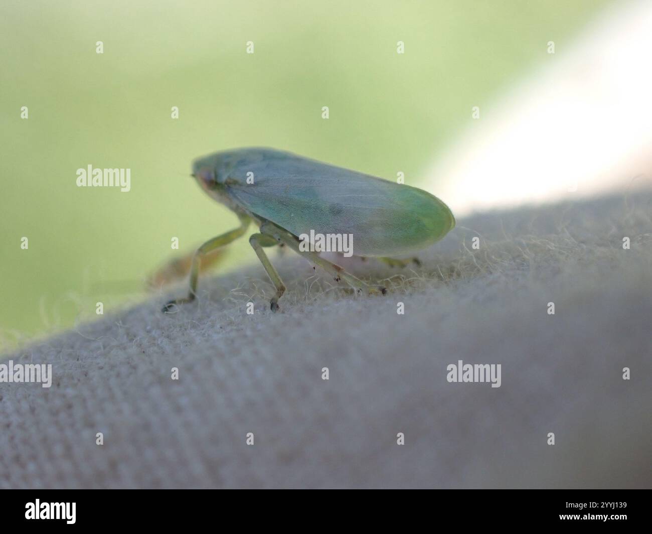 Meadow Spittlebug (Philaenus spumarius Stock Photo - Alamy