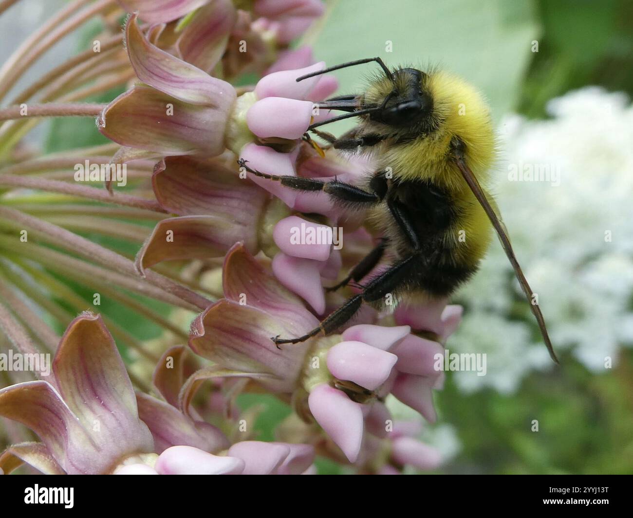 Perplexing Bumble Bee (Bombus perplexus Stock Photo - Alamy