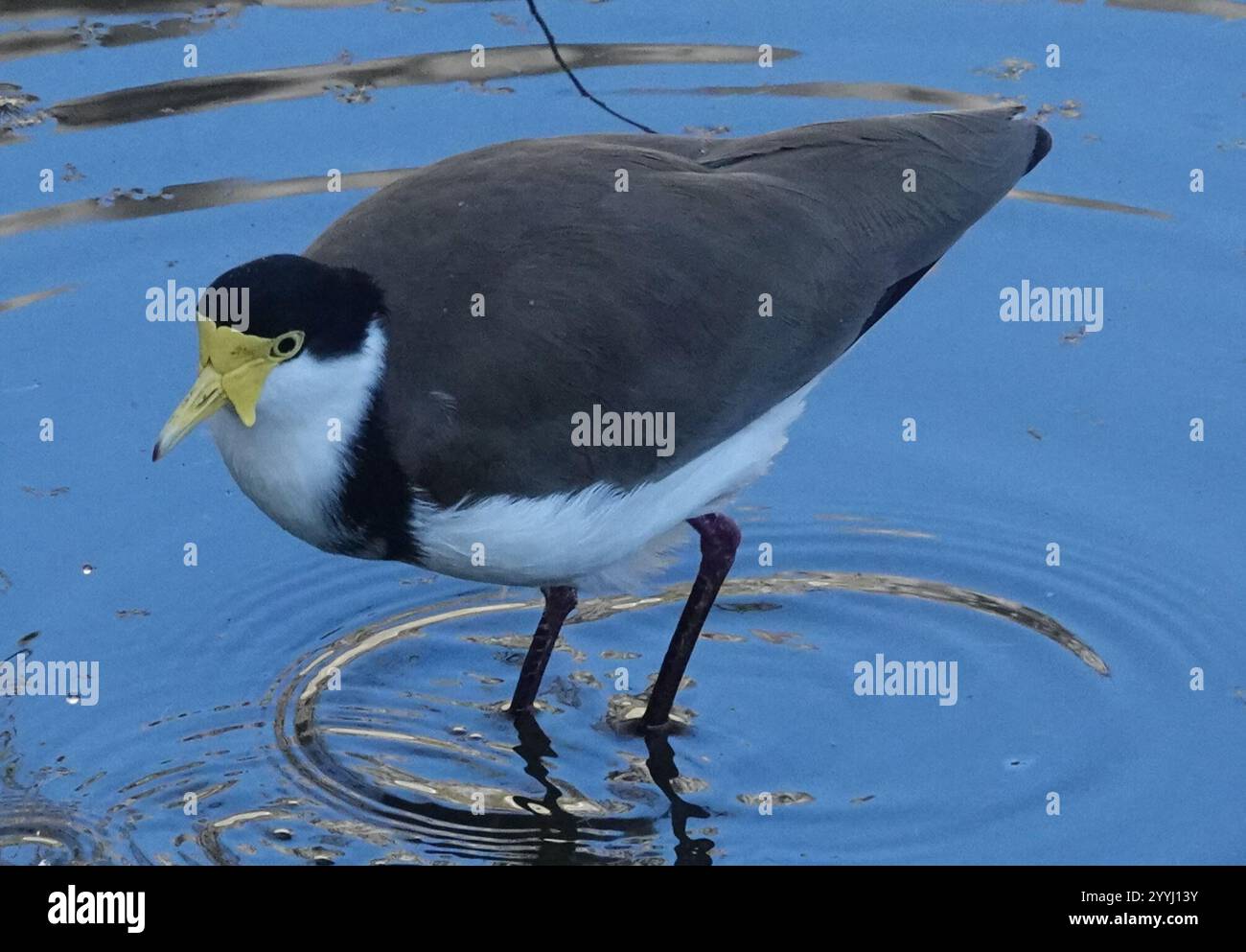 Black-shouldered Masked Lapwing (Vanellus miles novaehollandiae Stock ...