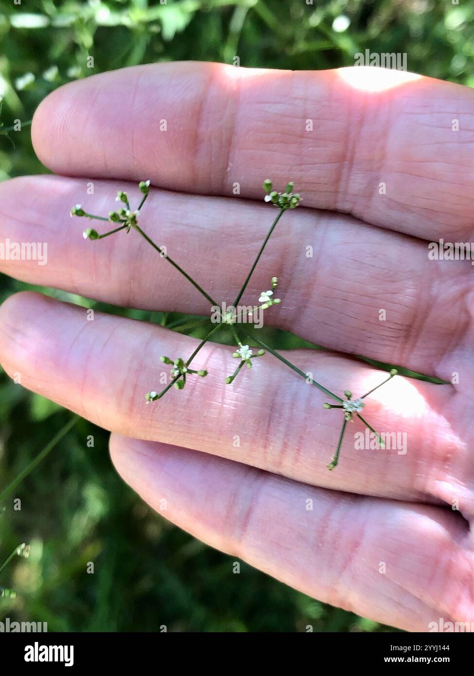 stone parsley (Sison amomum Stock Photo - Alamy
